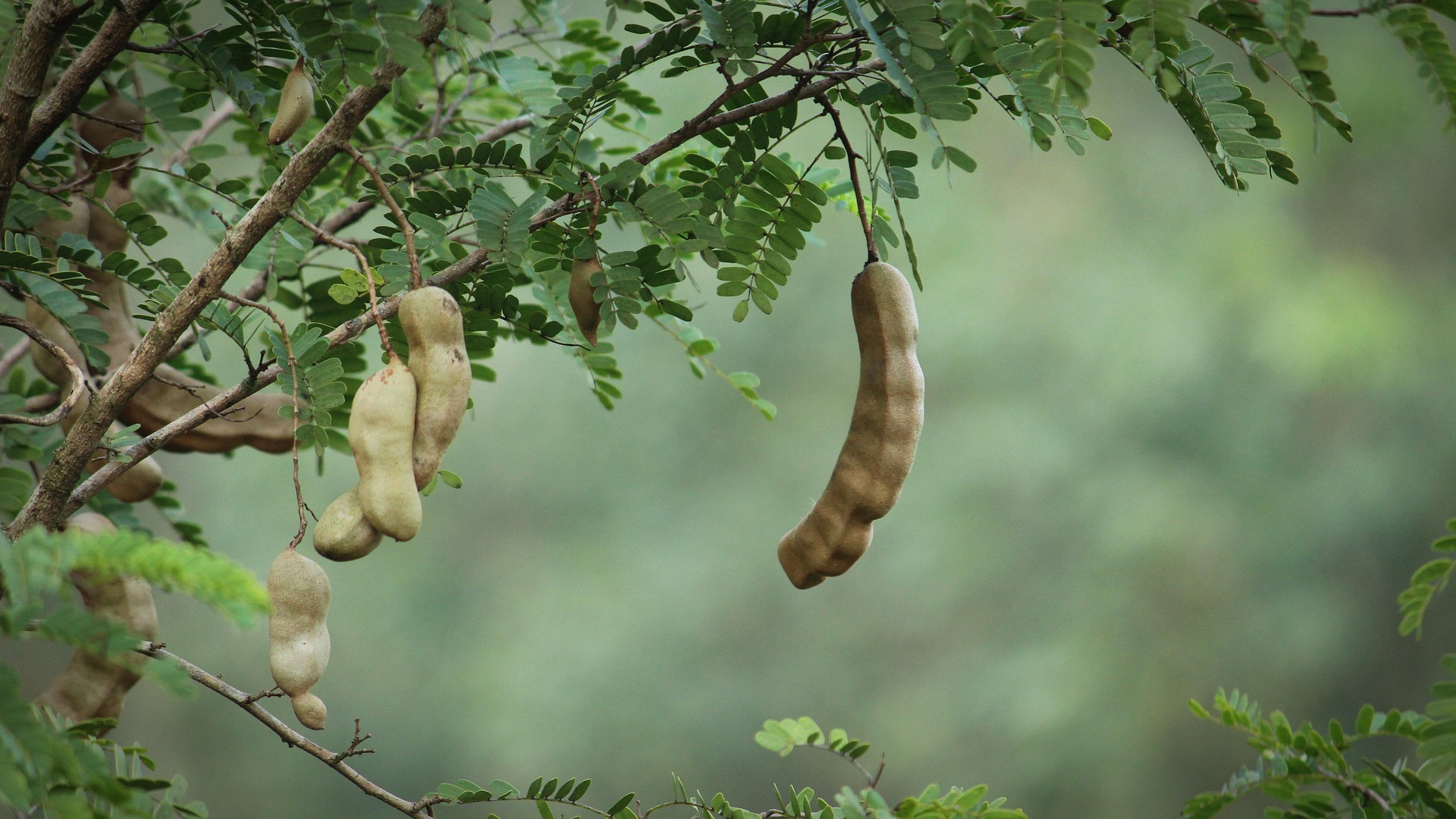 Health Benefits of Tamarind | Flavor Profile | Shop Metarom